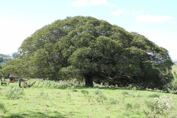 Pinhal Grande - Prefeitura, história e informações sobre a cidade